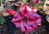 Maria's Garden - Desert Rose, Plant Nursery, Succulent Plants