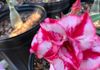 Maria's Garden - Desert Rose, Plant Nursery, Succulent Plants