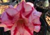 Maria's Garden - Desert Rose, Plant Nursery, Succulent Plants