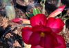 Maria's Garden - Desert Rose, Plant Nursery, Succulent Plants