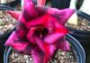 Maria's Garden - Desert Rose, Plant Nursery, Succulent Plants