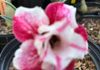 Maria's Garden - Desert Rose, Plant Nursery, Succulent Plants