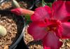 Maria's Garden - Desert Rose, Plant Nursery, Succulent Plants