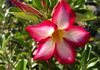 Maria's Garden - Desert Rose, Plant Nursery, Succulent Plants