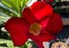 Maria's Garden - Desert Rose, Plant Nursery, Succulent Plants