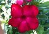 Maria's Garden - Desert Rose, Plant Nursery, Succulent Plants