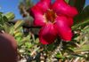 Maria's Garden - Desert Rose, Plant Nursery, Succulent Plants