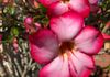 Maria's Garden - Desert Rose, Plant Nursery, Succulent Plants