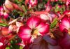 Maria's Garden - Desert Rose, Plant Nursery, Succulent Plants