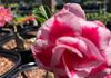 Maria's Garden - Desert Rose, Plant Nursery, Succulent Plants