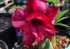 Maria's Garden - Desert Rose, Plant Nursery, Succulent Plants