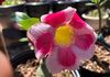 Maria's Garden - Desert Rose, Plant Nursery, Succulent Plants