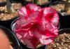 Maria's Garden - Desert Rose, Plant Nursery, Succulent Plants