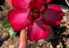 Maria's Garden - Desert Rose, Plant Nursery, Succulent Plants