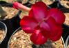 Maria's Garden - Desert Rose, Plant Nursery, Succulent Plants