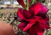 Maria's Garden - Desert Rose, Plant Nursery, Succulent Plants