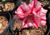 Maria's Garden - Desert Rose, Plant Nursery, Succulent Plants