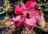 Maria's Garden - Desert Rose, Plant Nursery, Succulent Plants