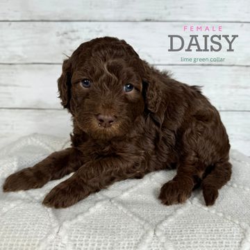 Available Goldendoodles