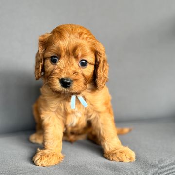 Available CAVAPOOS
