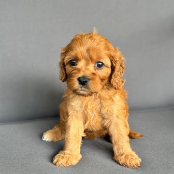 Available CAVAPOOS