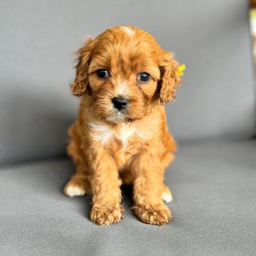 Available CAVAPOOS