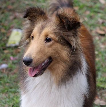 HIMARK SHELTIES - Shelties, Shelties, Female