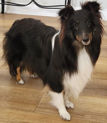 HIMARK SHELTIES - Shelties, Shelties, Female