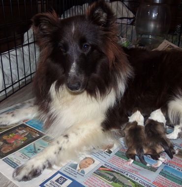 HIMARK SHELTIES - Shelties, Shelties, Female
