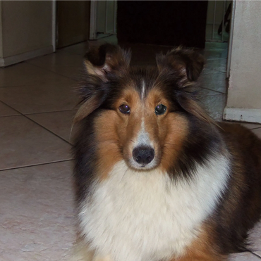 HIMARK SHELTIES - Shelties, Shelties, Female