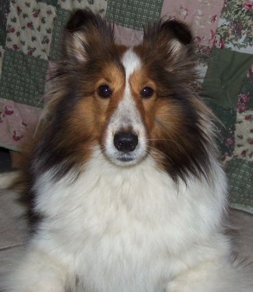 HIMARK SHELTIES - Shelties, Shelties, Female
