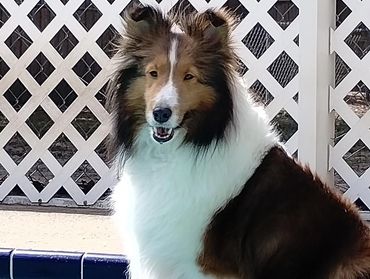 HIMARK SHELTIES - Shelties, Shelties, Female