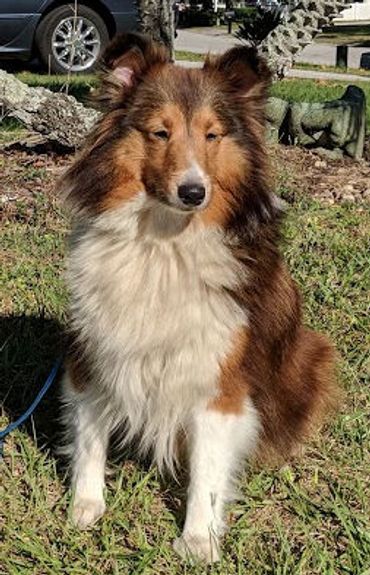 HIMARK SHELTIES - Shelties, Shelties, Female