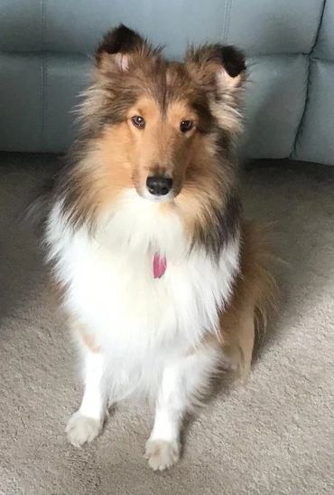 HIMARK SHELTIES - Shelties, Shelties, Female