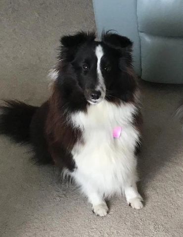 HIMARK SHELTIES - Shelties, Shelties, Female