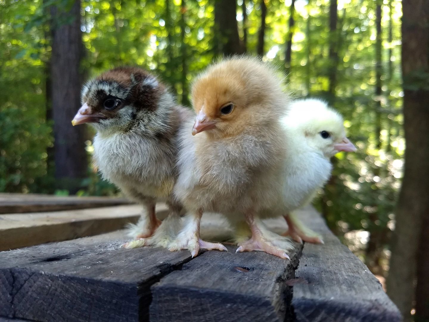 Chick and Feed Pick Up