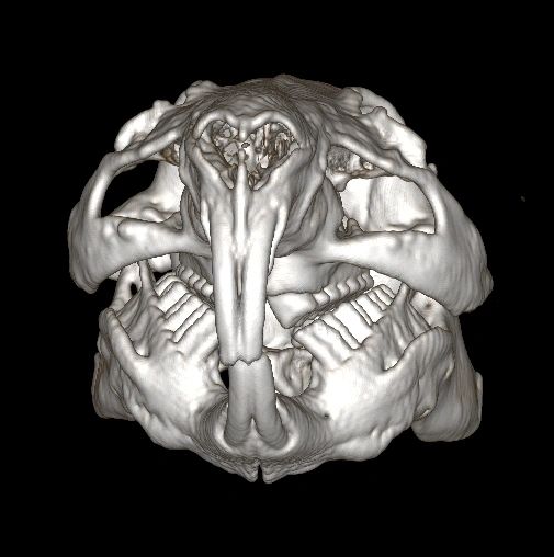 Guinea pig dentition