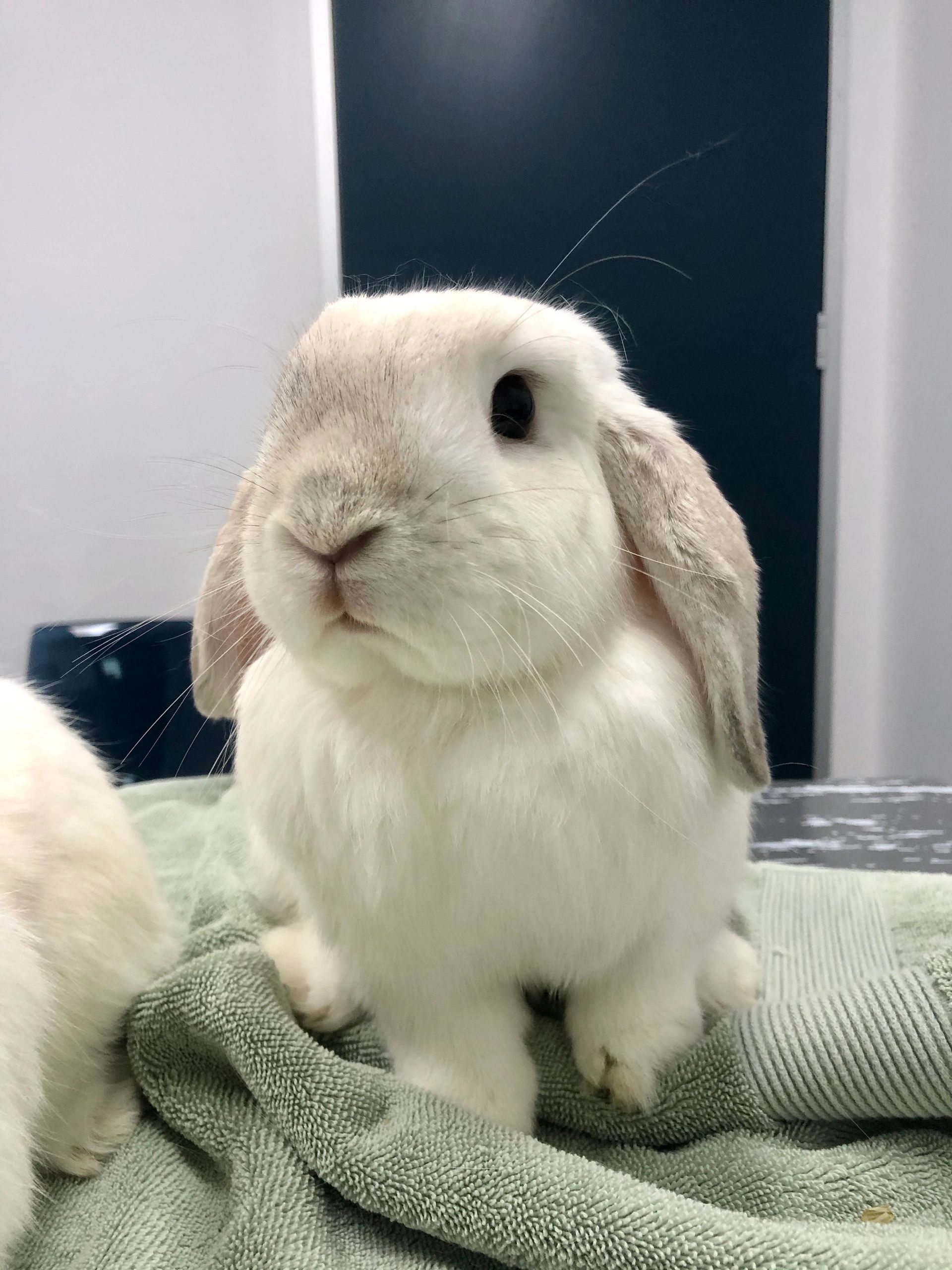 Why is there such a wide range of doses for meloxicam in rabbits?