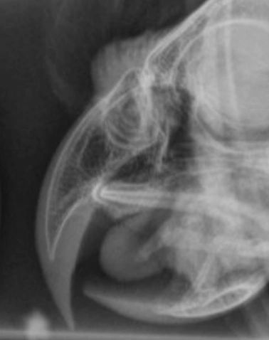 What is a bird beak made of?