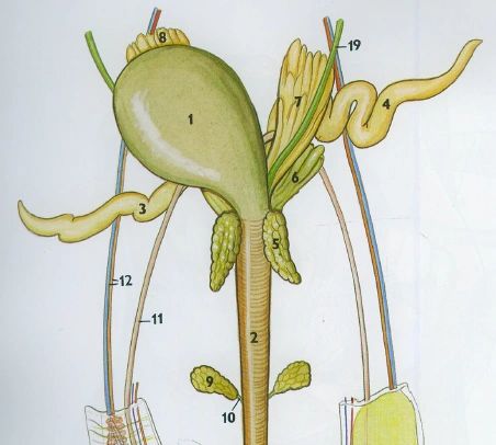 Guinea pigs - urinary tract anatomy