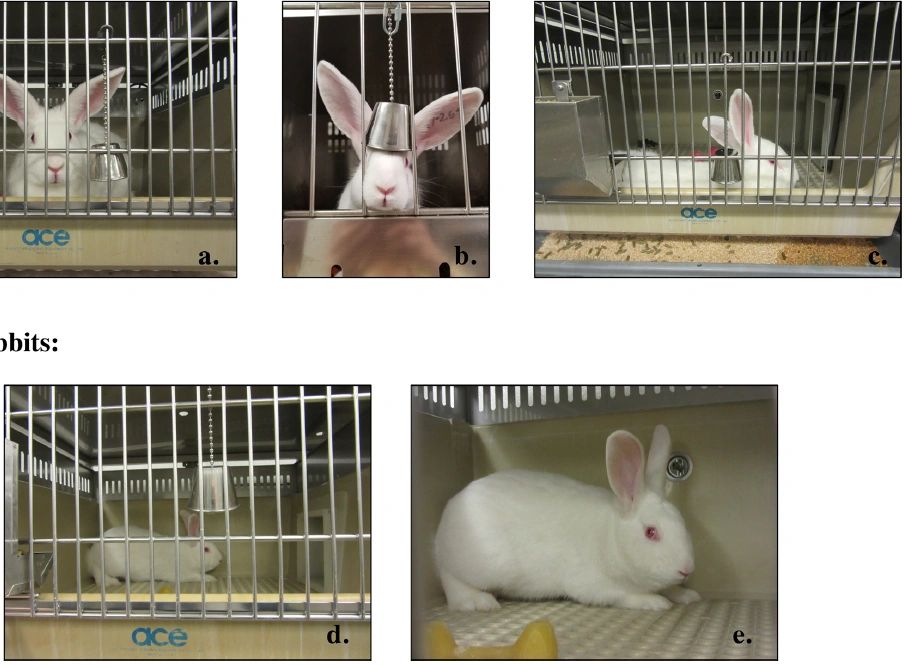 Rabbits, anxiety and anaesthesia