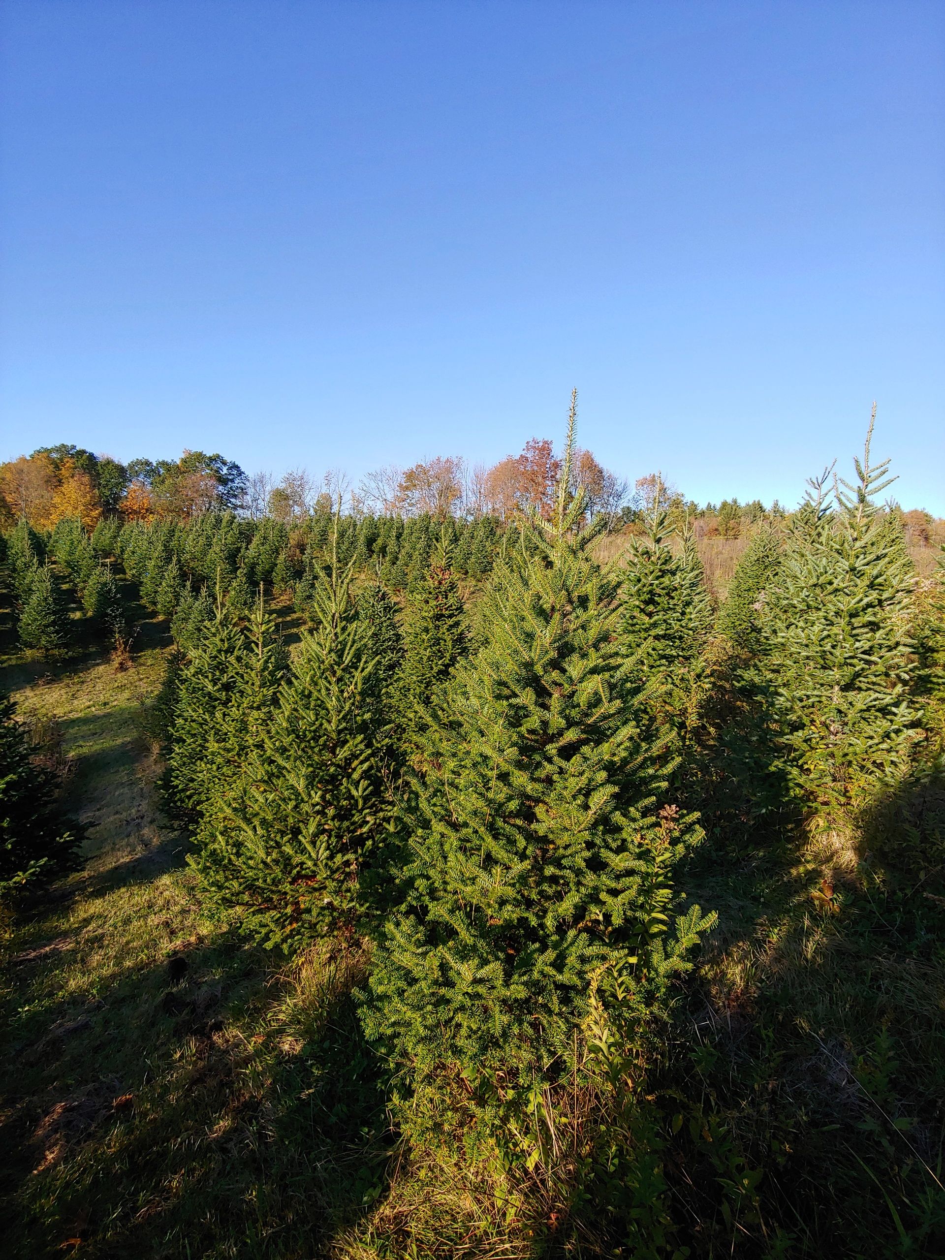 Cut Your Own | High Top Trees