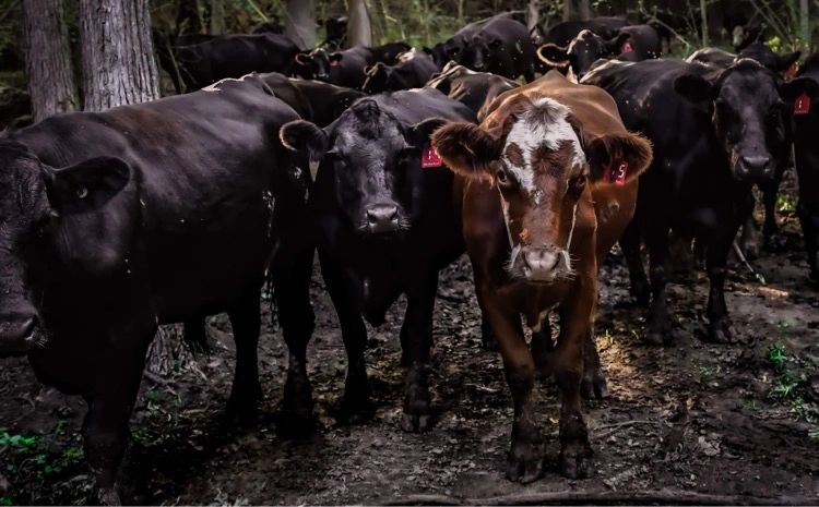 Farm Fresh Meat - Villa Nova Farms