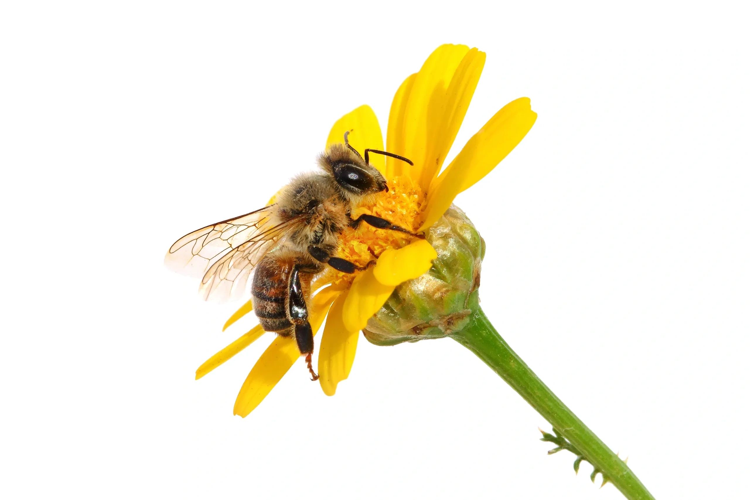 Cashmere Bees