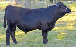Bulls | Five Star Cattle Sale