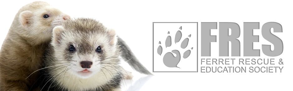 Available for Adoption | Ferret Rescue & Education Society (FRES)