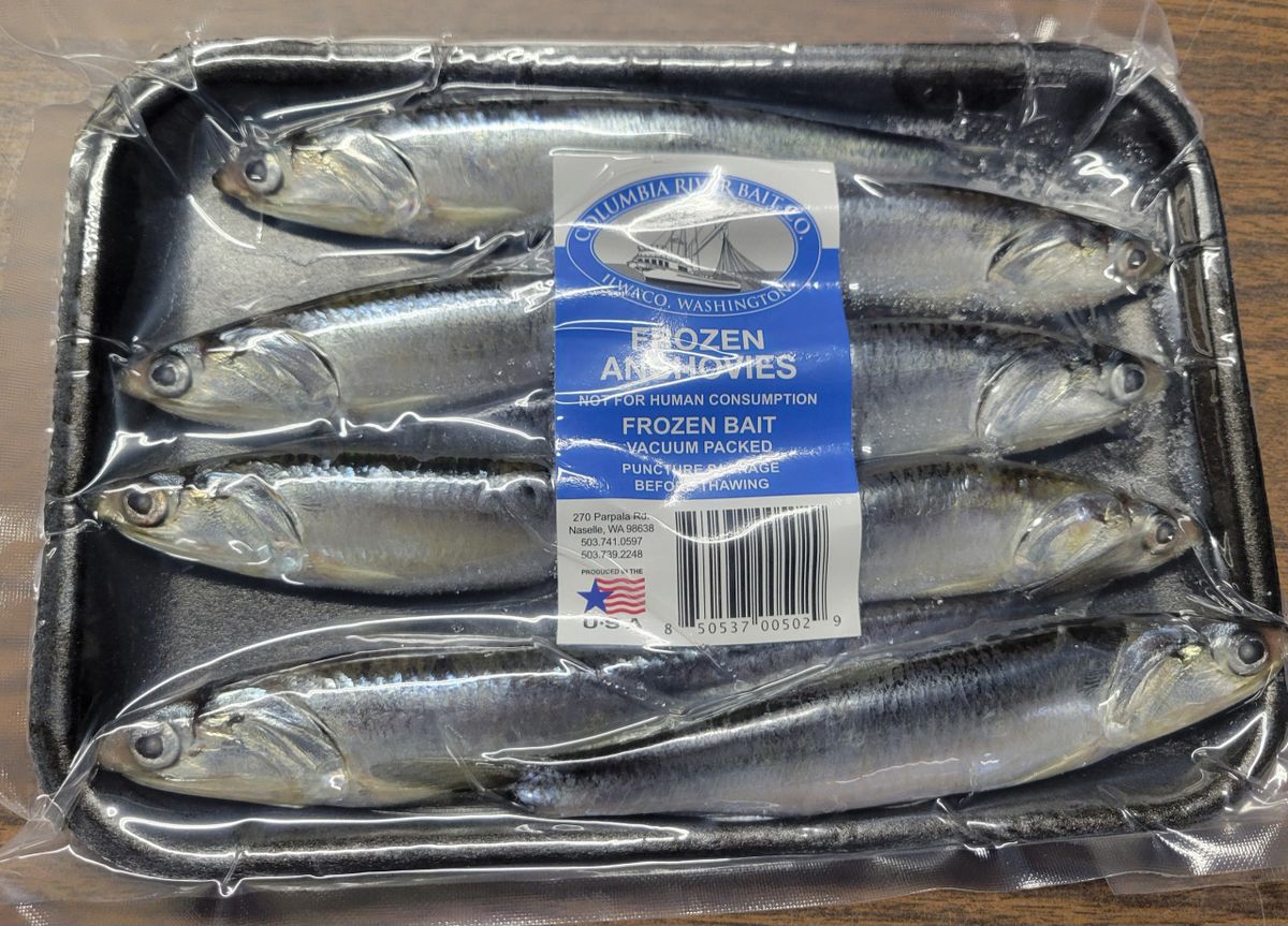 Frozen Anchovies Blue Label- 6 Packs