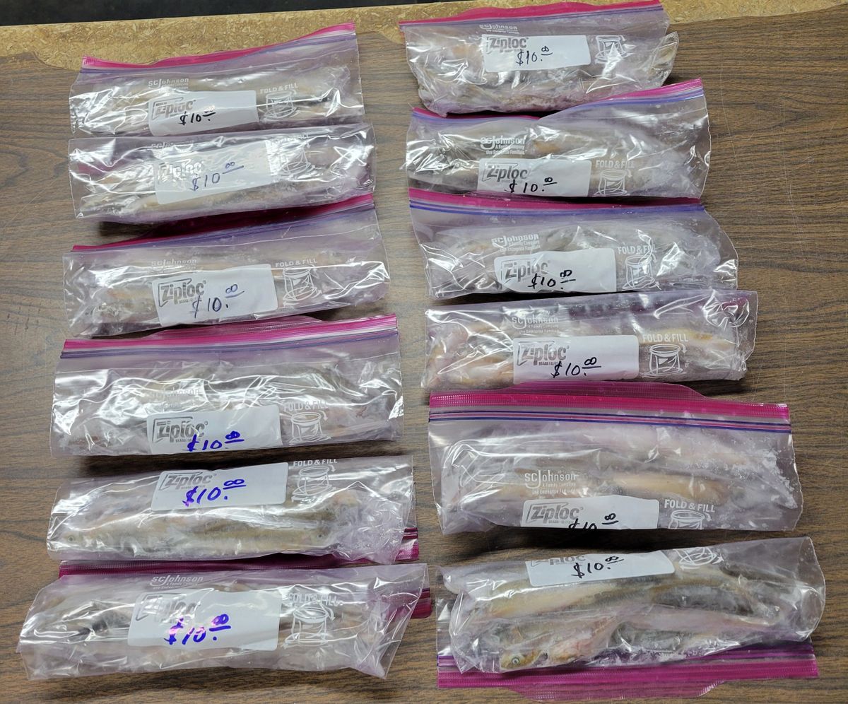 12 Packs of Frozen Shiner Minnows