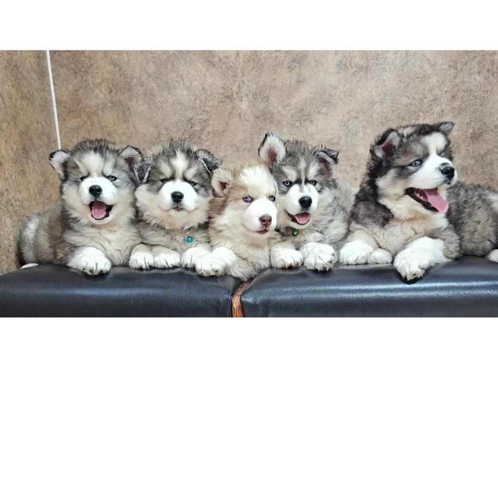 Past Puppy Litters