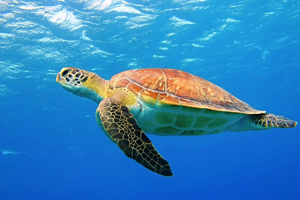 ZAKYNTHOS HALF-DAY TOUR TURTLE SPOTTING- MARATHINISI/TURTLE ISLAND-KERI ...